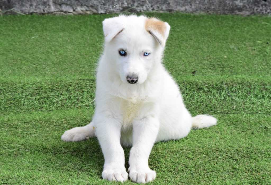 Husky Siberiano Blanco - Mirada Nórdica