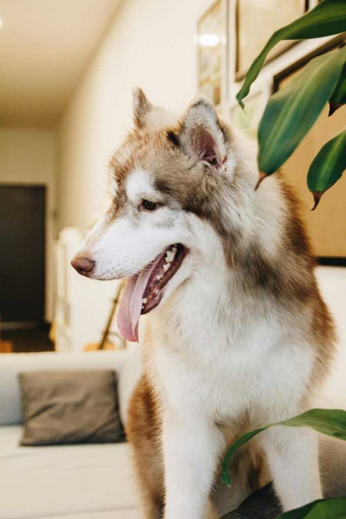 Cómo saber si un husky siberiano es de raza pura - Mirada Nórdica